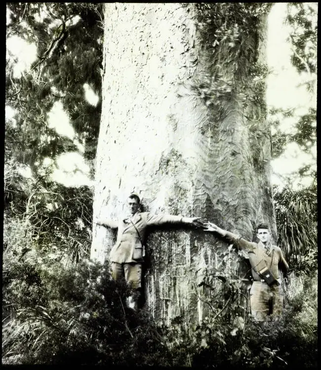 Kauri tree in the Huia Valley, Waitākere Ranges | Record | DigitalNZ