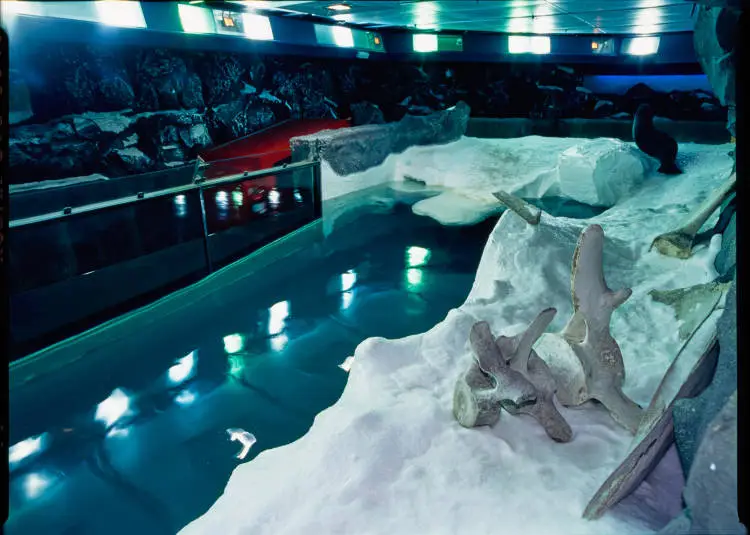 Snow at Kelly Tarltons | Record | DigitalNZ