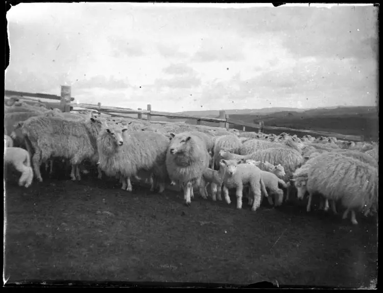 Sheep and lambs in a pen | Record | DigitalNZ