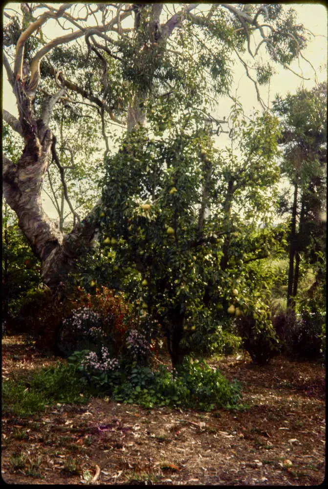 Packham Pear tree and Water Gum, Henderson, 1974 | Record | DigitalNZ