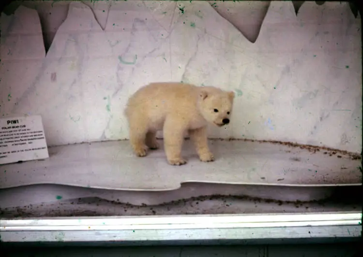 Polar bear cub Piwi at Auckland Zoo. | Record | DigitalNZ