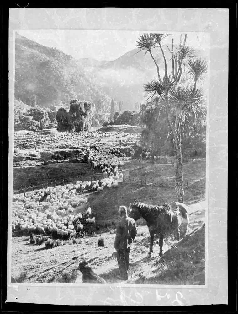 Morning Muster, Ruakituri, 1961 | Record | DigitalNZ