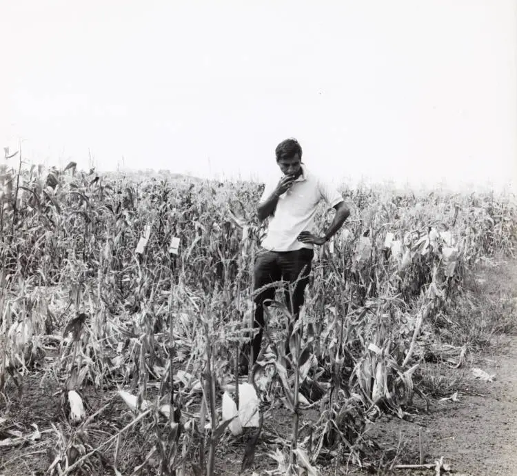 Damaged crops, Otara, 1970. | Record | DigitalNZ