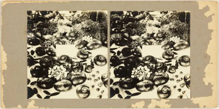 Display of giant snail shells. | Record | DigitalNZ