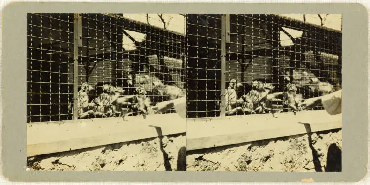 Monkeys at Auckland Zoo. | Record | DigitalNZ