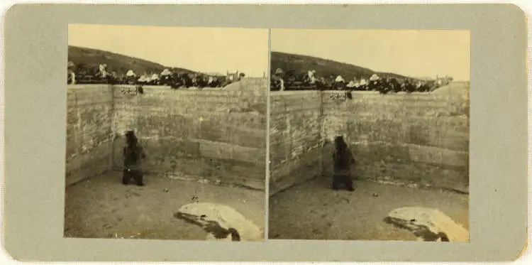 Bear at Auckland Zoo. | Record | DigitalNZ