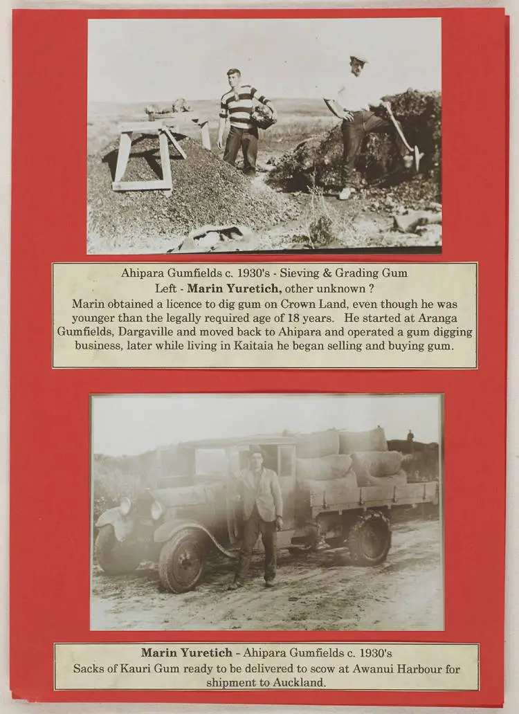 Ahipara Gumfields, Northland. | Record | DigitalNZ