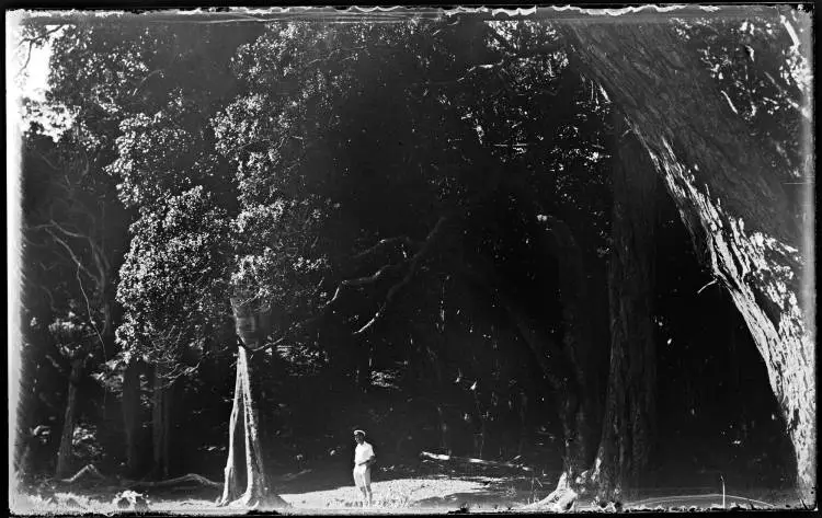 Woodland glade scene, Coromandel Peninsula. | Record | DigitalNZ