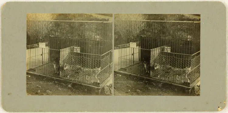 Wolves at Auckland Zoo. | Record | DigitalNZ