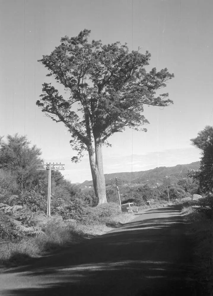 Kauri tree on Waima Road. | Record | DigitalNZ