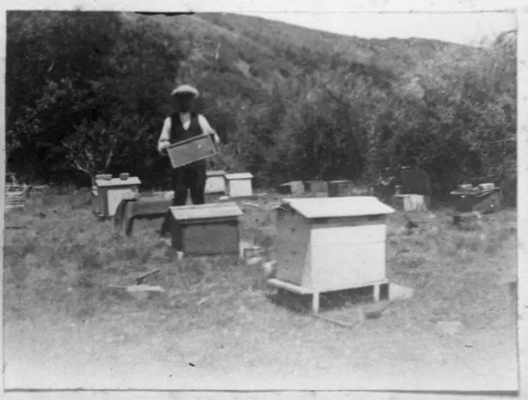 Apiary at Karekare. | Record | DigitalNZ