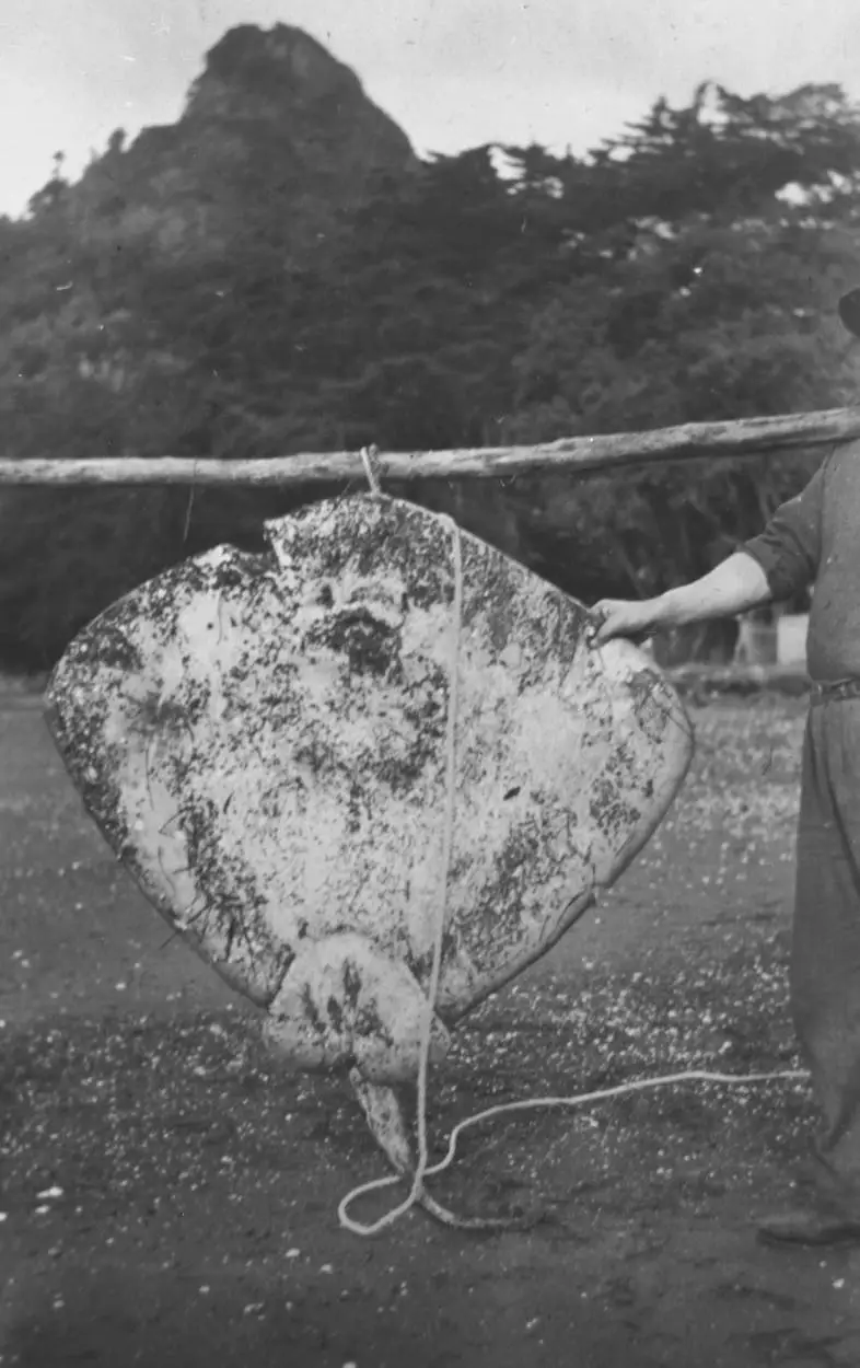 Stingray caught at Little Huia. | Record | DigitalNZ