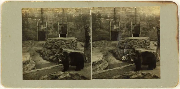 Bear at Auckland Zoo. | Record | DigitalNZ