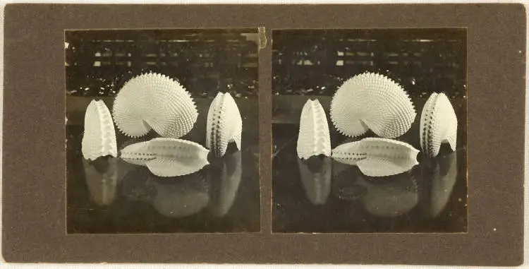Display of nautilus shells. | Record | DigitalNZ