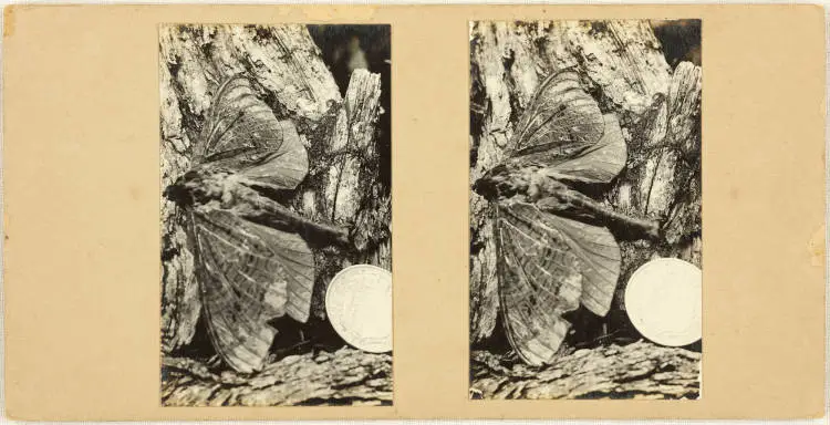 Insect study of a moth. | Record | DigitalNZ