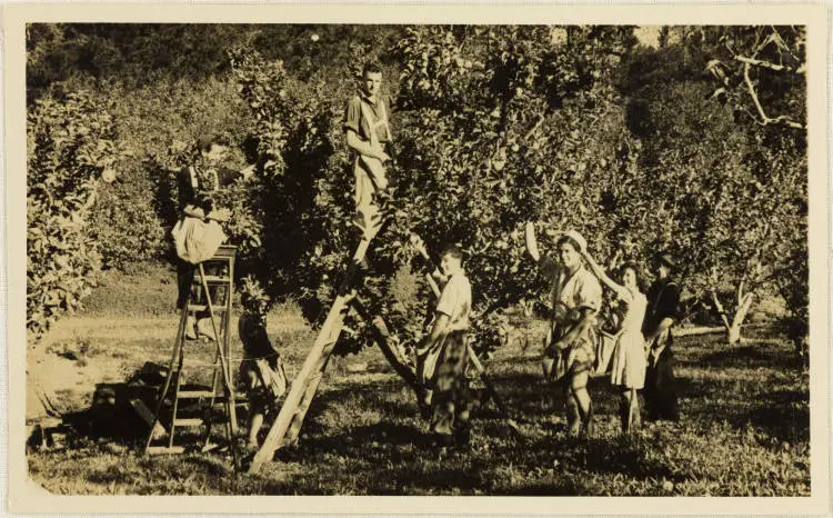 Picking apples in an Oratia orchard. | Record | DigitalNZ