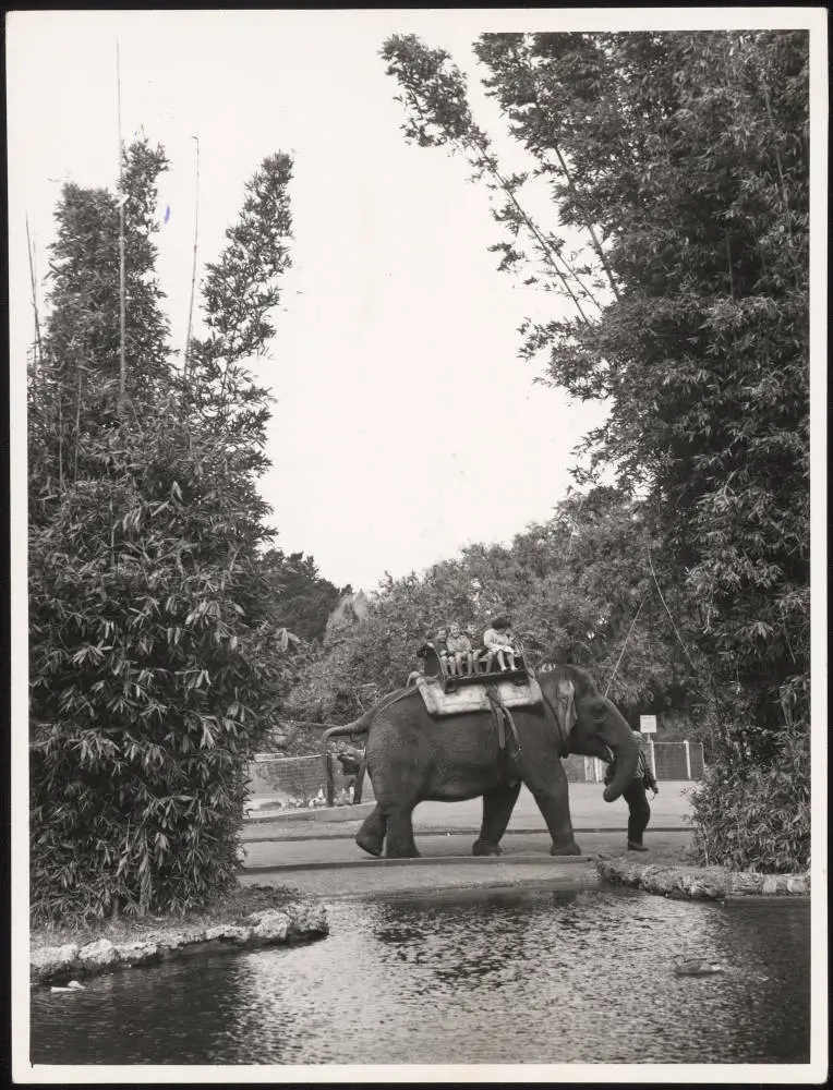 Children riding on an elephant at the Auckland Zoo | Record | DigitalNZ
