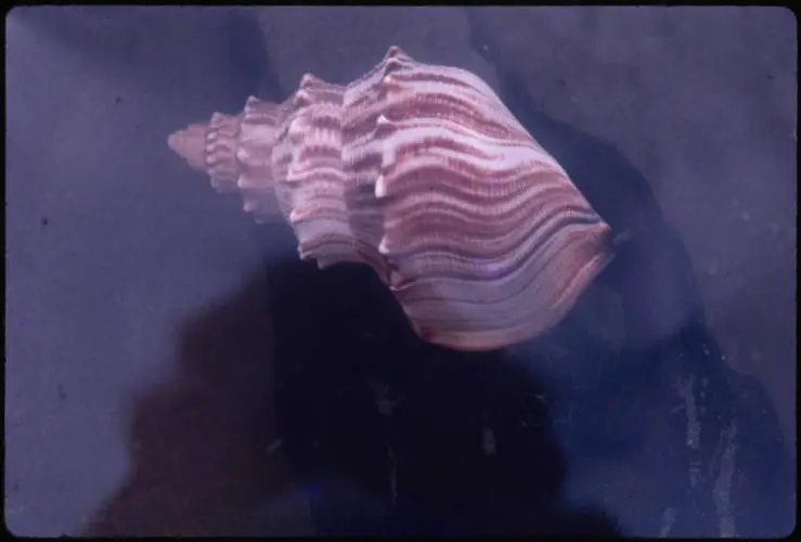 Shell at Ohope | Record | DigitalNZ