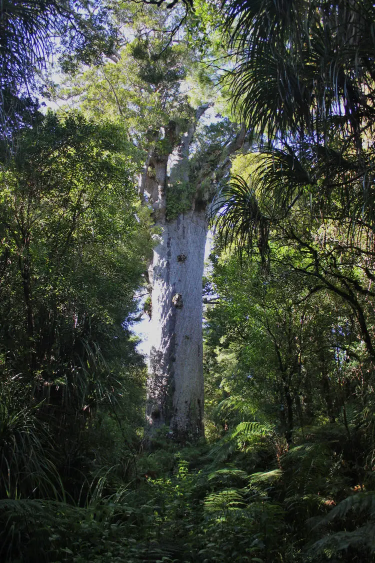 Tane Mahuta, 2018 | Record | DigitalNZ