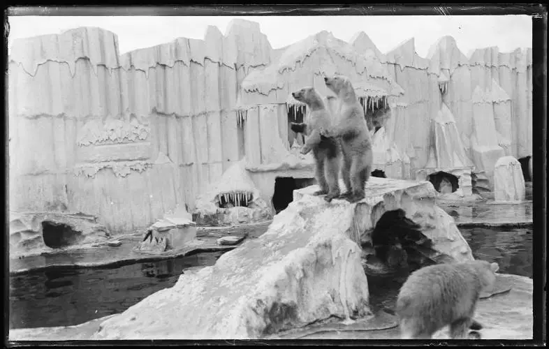 Polar bears at Auckland Zoo | Record | DigitalNZ