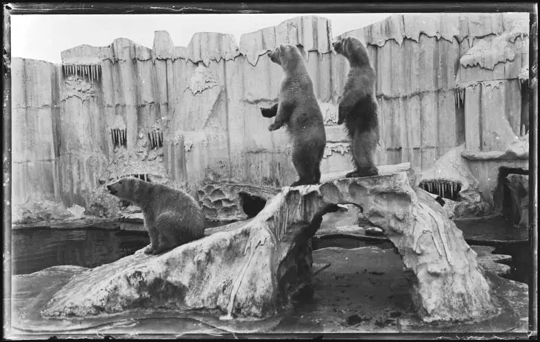 Polar bears at Auckland Zoo | Record | DigitalNZ