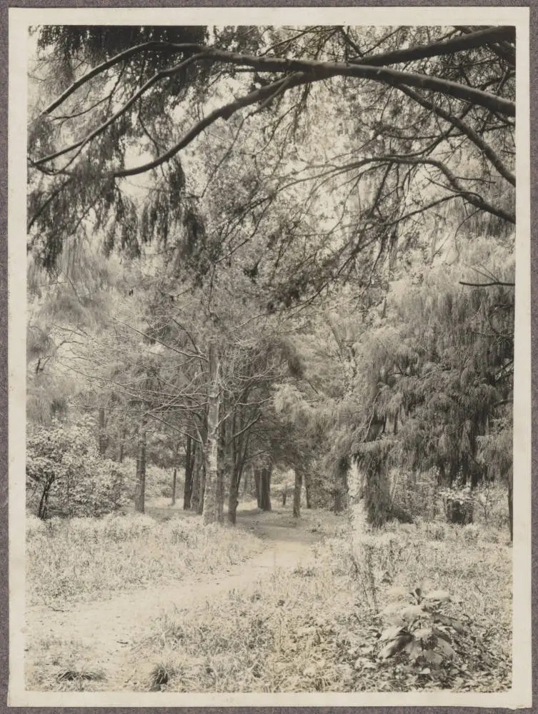 Bush path | Record | DigitalNZ