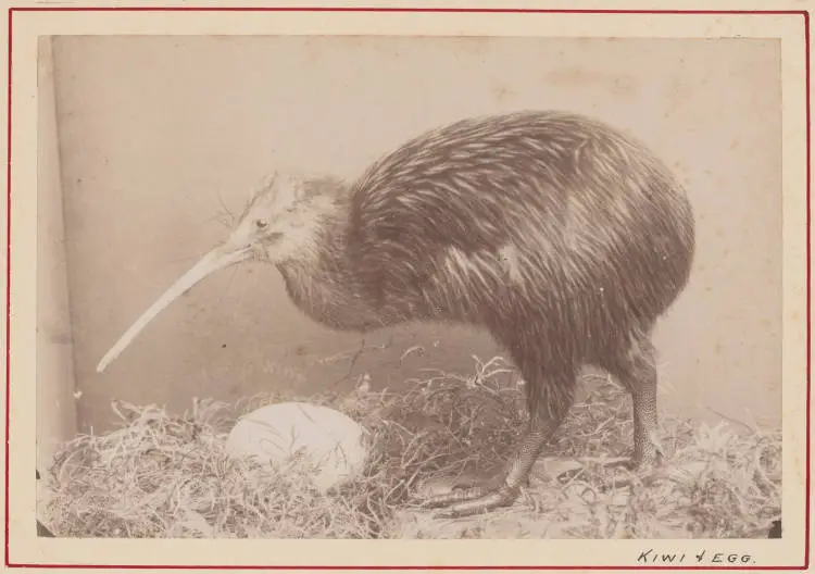 Kiwi and egg | Record | DigitalNZ