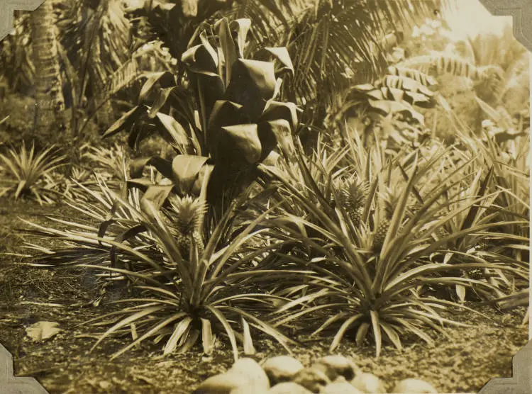Pineapples growing at Kaloga?, Tonga, 1928 | Record | DigitalNZ