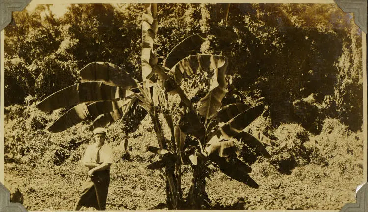Tuanaimato Rubber Plantation, near Apia?, Samoa, 1928 | Record | DigitalNZ