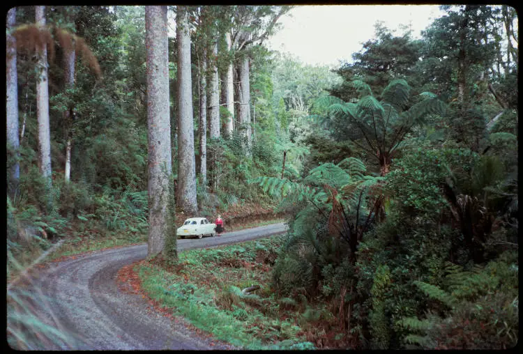 Roadside kauri in the Waipoua State Forest, 1962 | Record | DigitalNZ