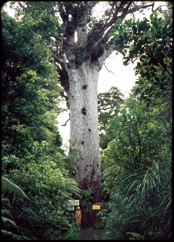 Tane Mahuta, 1969 | Record | DigitalNZ