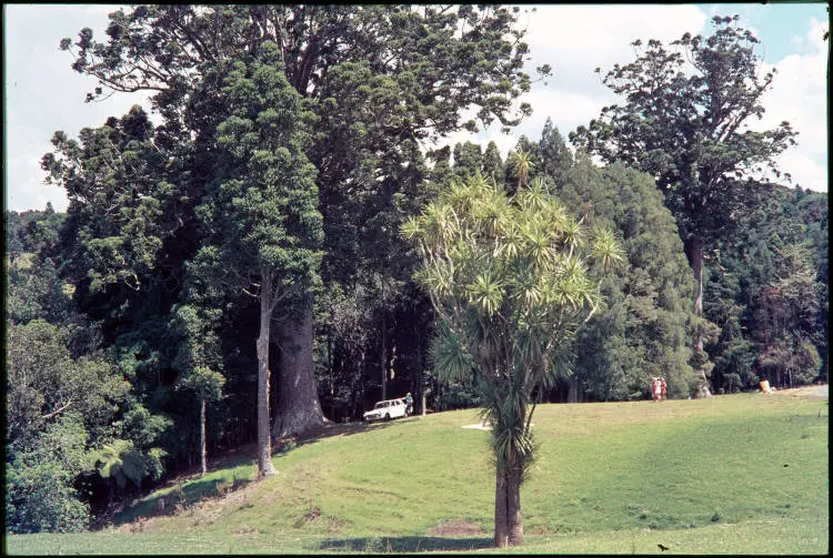 Parry Kauri Park, Warkworth, 1970 | Record | DigitalNZ
