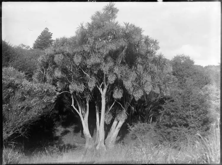 Cabbage tree | Record | DigitalNZ