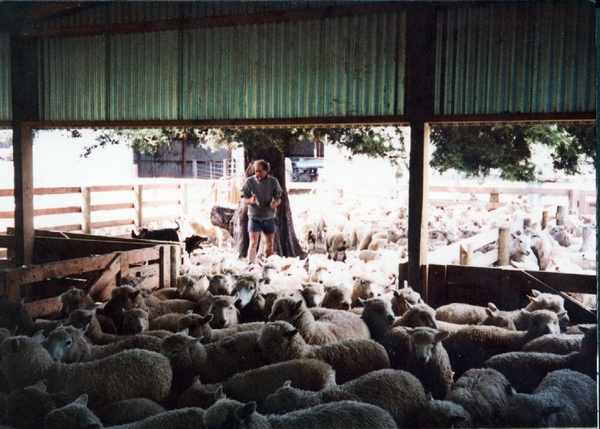 Drafting sheep at Mangahina | Record | DigitalNZ