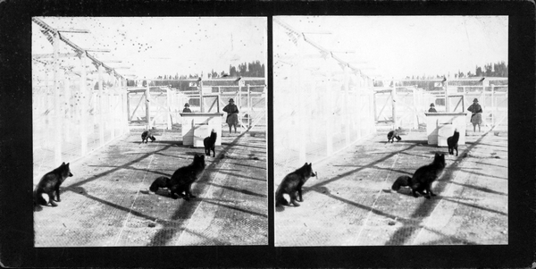 In a silver fox farm, California : Stereograph | Record | DigitalNZ