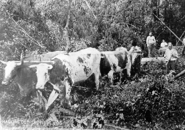 Bullock team hauling out a log | Record | DigitalNZ