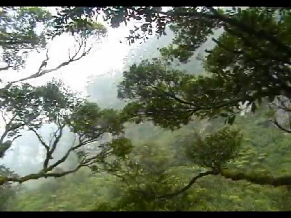 What's up? Life in the tree tops - canopy communities of northern rata ...