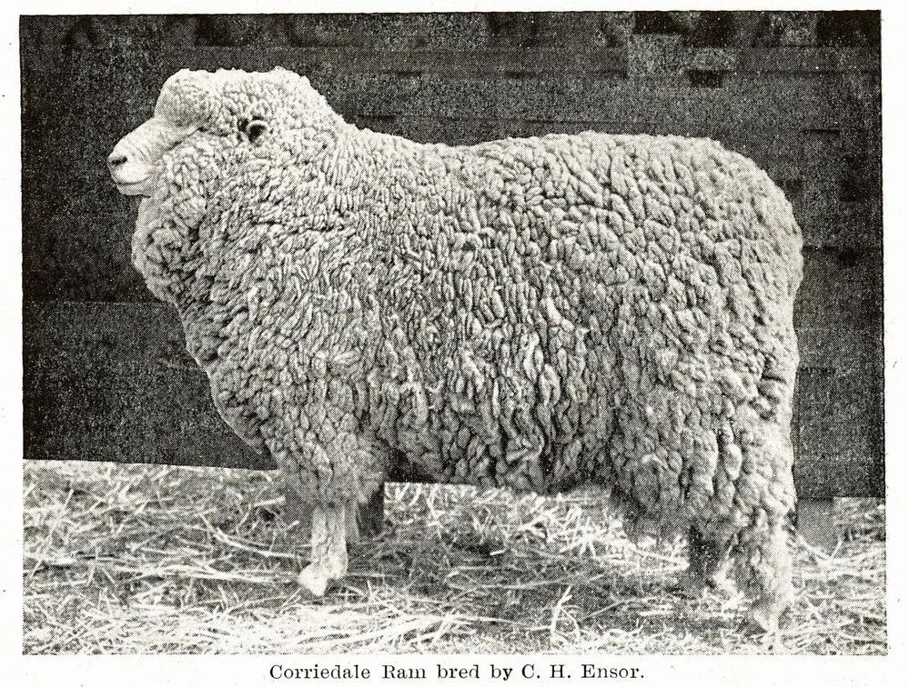 1914 Corriedale Ram | Record | DigitalNZ