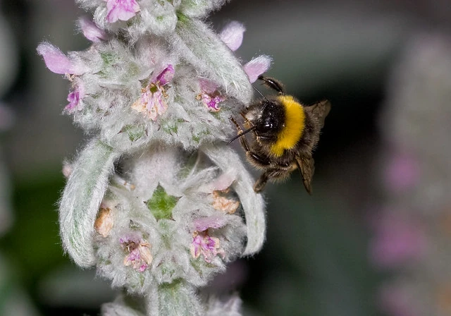 Bumble Bee on Lambs Ear Flower | Record | DigitalNZ