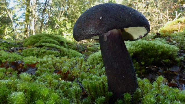 Tylopilus formosus G. Stev. | Record | DigitalNZ