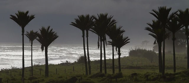 Nikau silhouette | Record | DigitalNZ