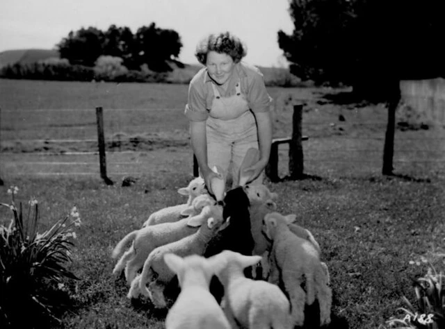 Girl feeding lambs | Record | DigitalNZ
