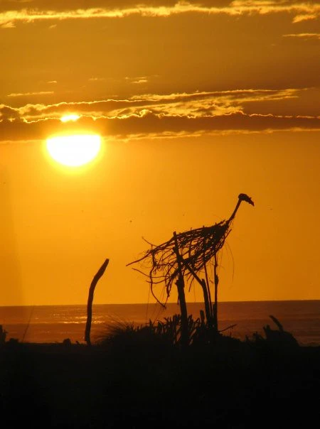 The moa lives again | Record | DigitalNZ