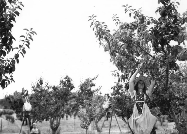 Apple Orchard - Apple pickers at work, Upper Moutere | Record | DigitalNZ