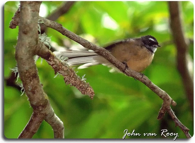 NZ Fantail 2 | Record | DigitalNZ