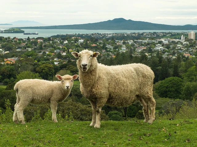 Volcano View | Record | DigitalNZ