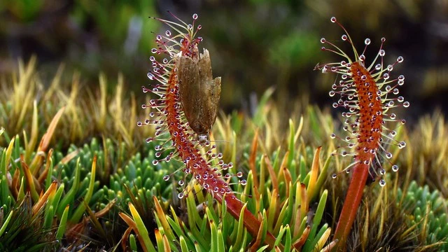 Alpine Sundew With Prey | Record | DigitalNZ