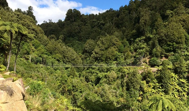 Timber Trail Cycleway, Pureora Forest, New Zealand | Record | DigitalNZ