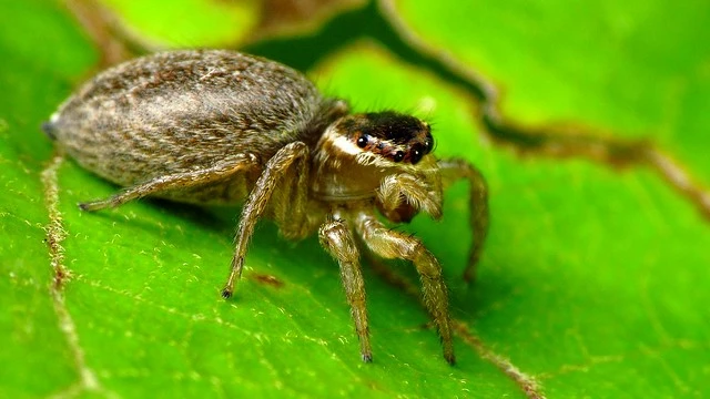Female House Hopper, Trite sp | Record | DigitalNZ