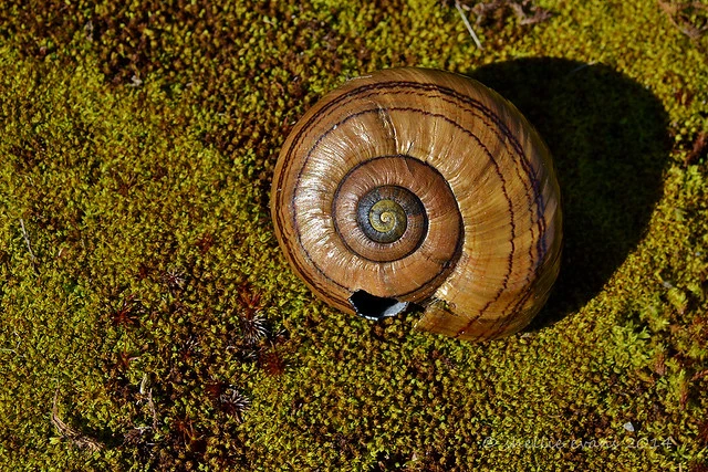 Giant Native Powelliphanta Snail Shell | Record | DigitalNZ